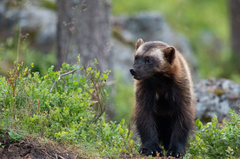 Glouton | Jean-Daniel Borgeaud photographe animalier